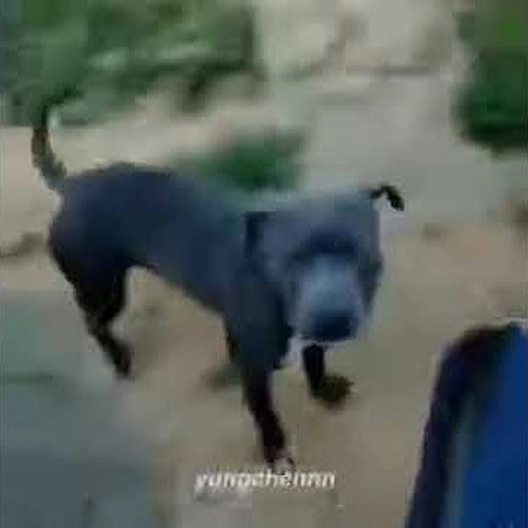 WARNING: MAGNITUDE 10 KAIJUCLYSM | Fandom