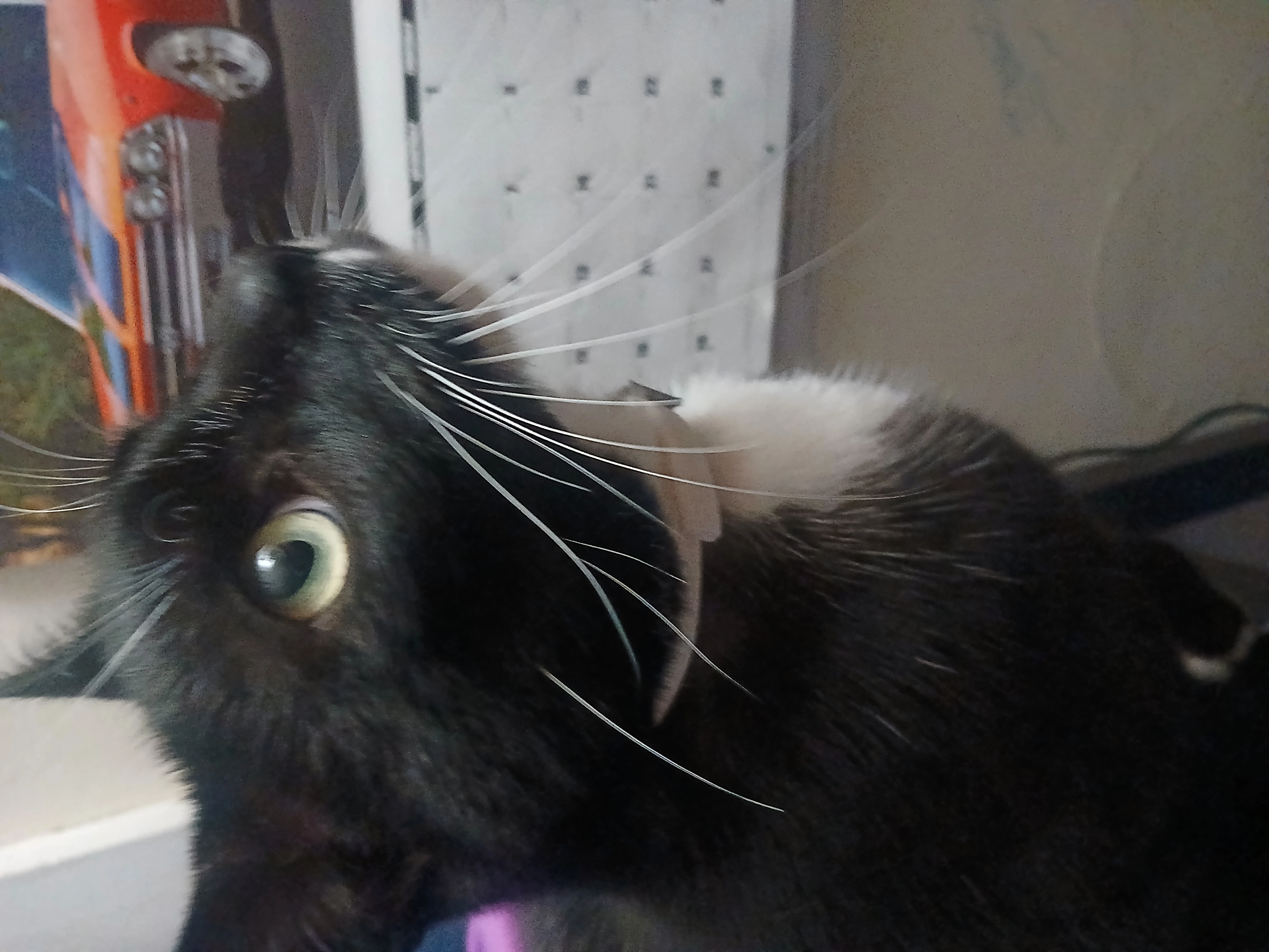 Now that I've done all characters, here's one of my cats | Fandom