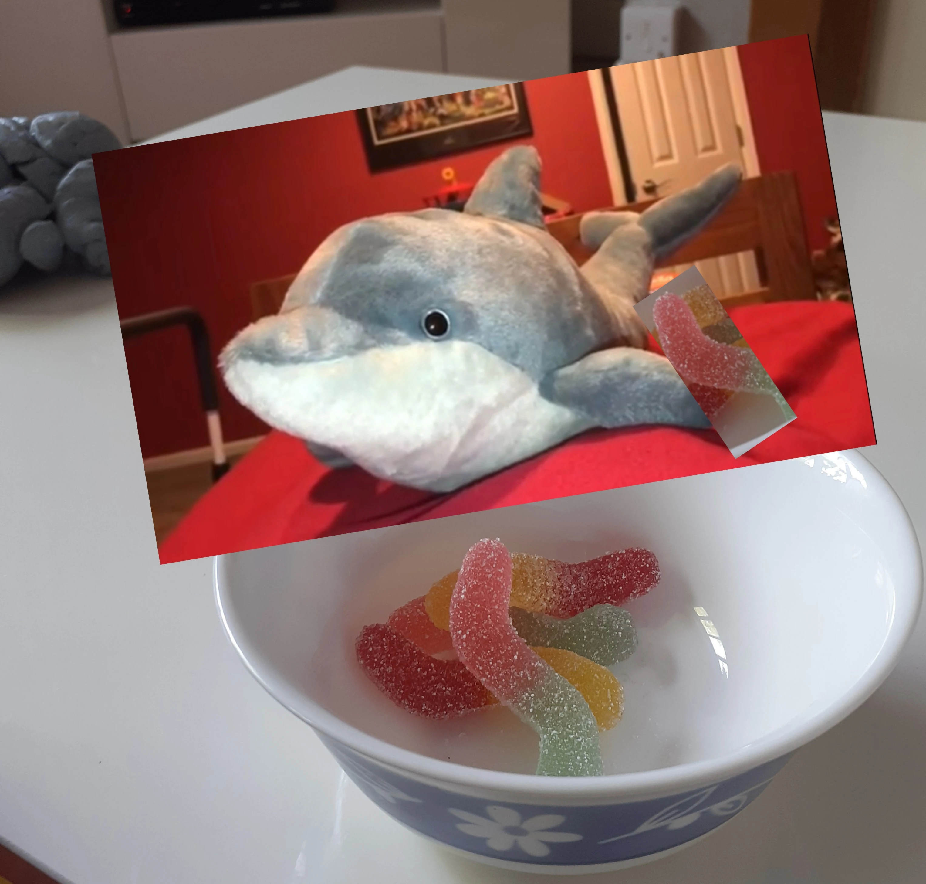 Dolphin eating sweets | Fandom