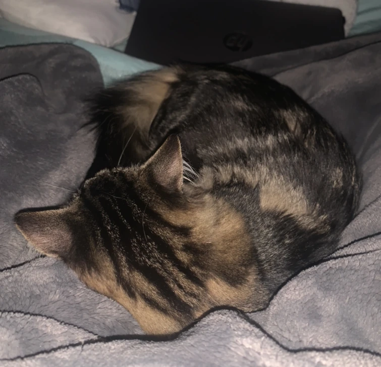 Let's introduce our pets! I'll start | Fandom