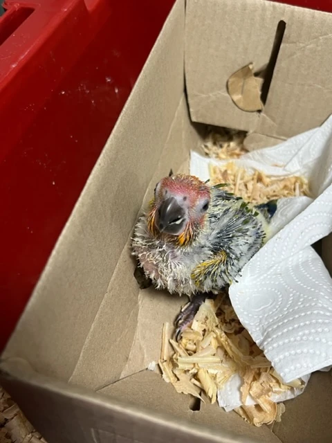 i lob my lil baby bird | Fandom