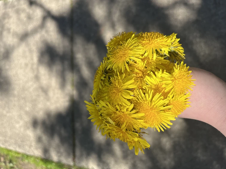 here have some dandelions | Fandom
