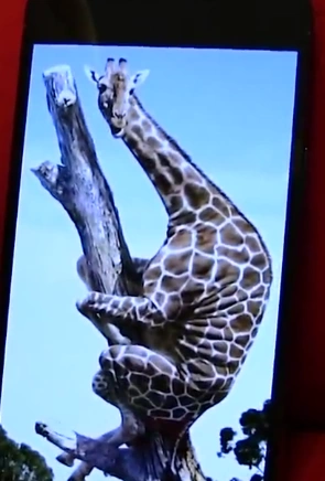 uh, giraffe climbing a tree... | Fandom