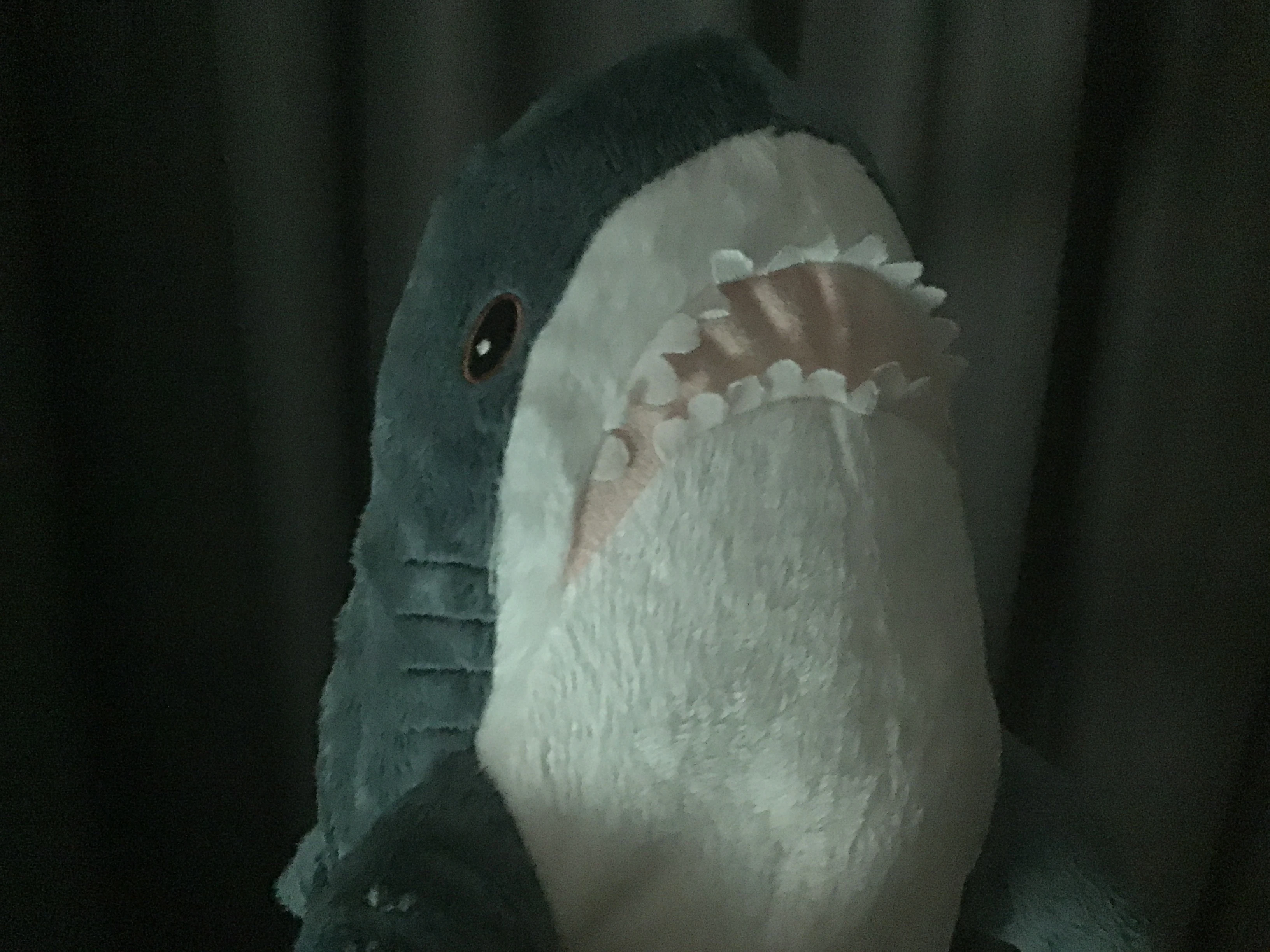 I’ve come up with a name for my blahaj! | Fandom