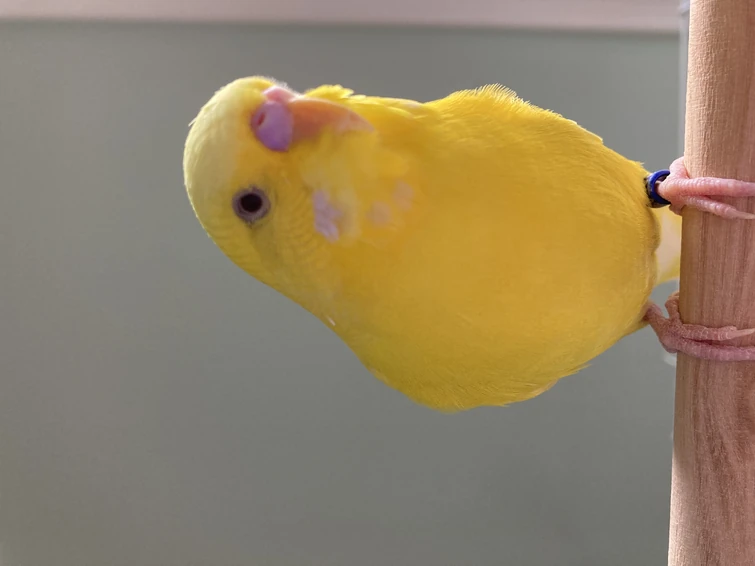Mini Chica | Fandom