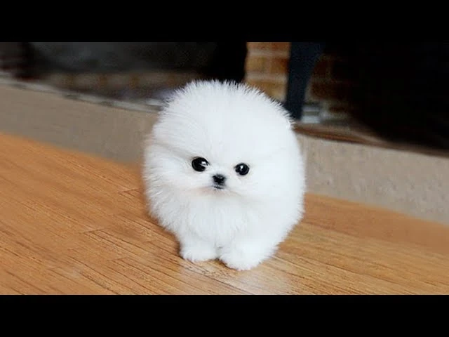 Who wants this Puppies? | Fandom