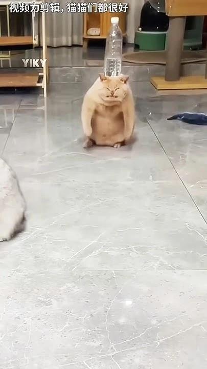 Skinwalker ahhh cat | Fandom