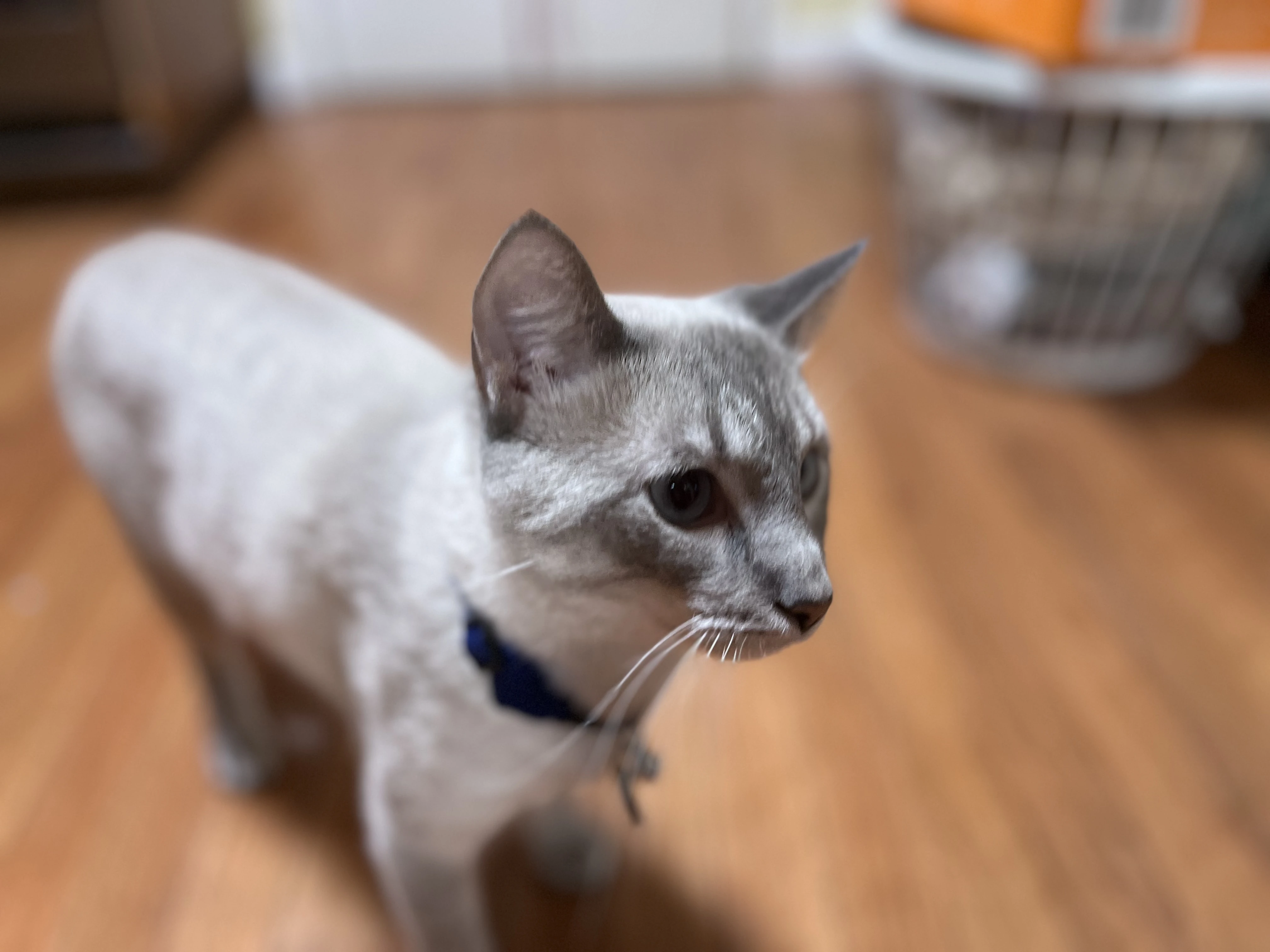 why does my cat look like that he looks like a default cat 3d model 😭😭😭 ...