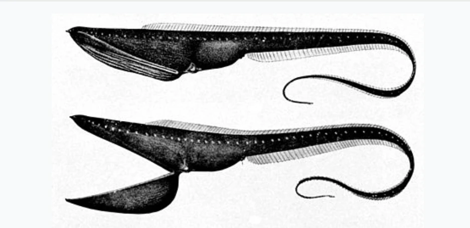 What creature should I turn into an oc who is part Pelican Eel? | Fandom