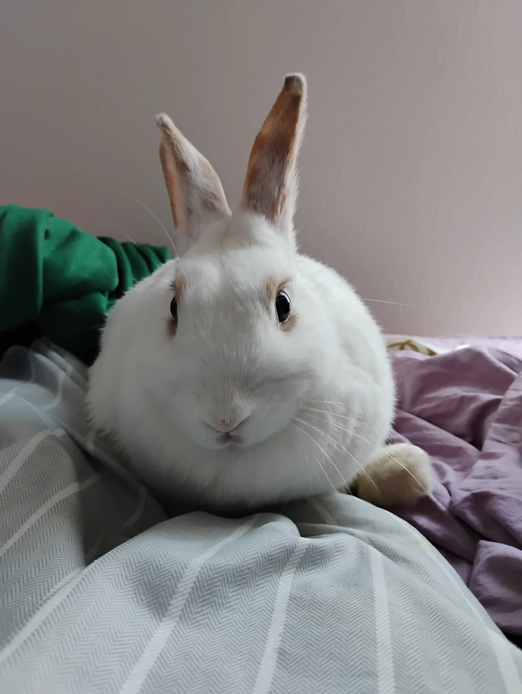 BOO RABBIT JUMPSCARE | Fandom