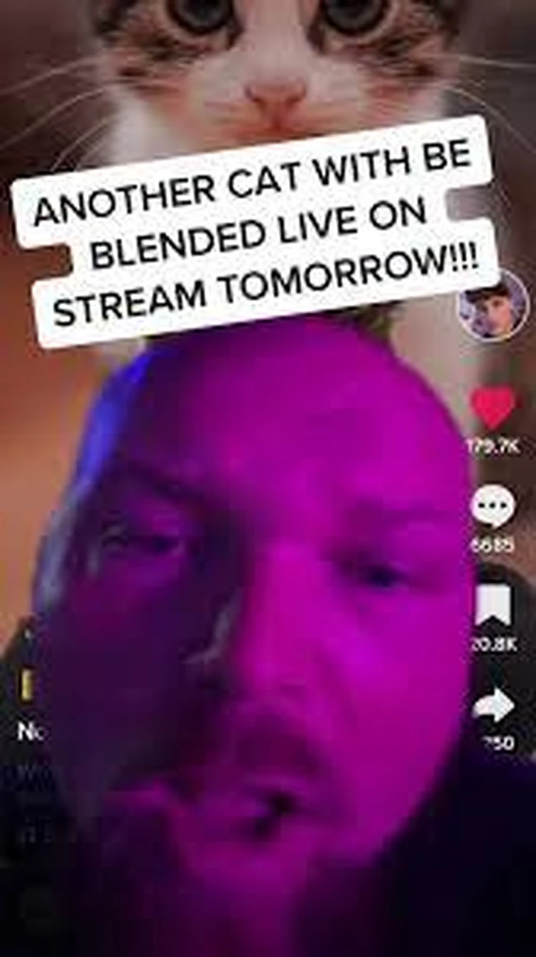 This cat stole giyuu | Fandom