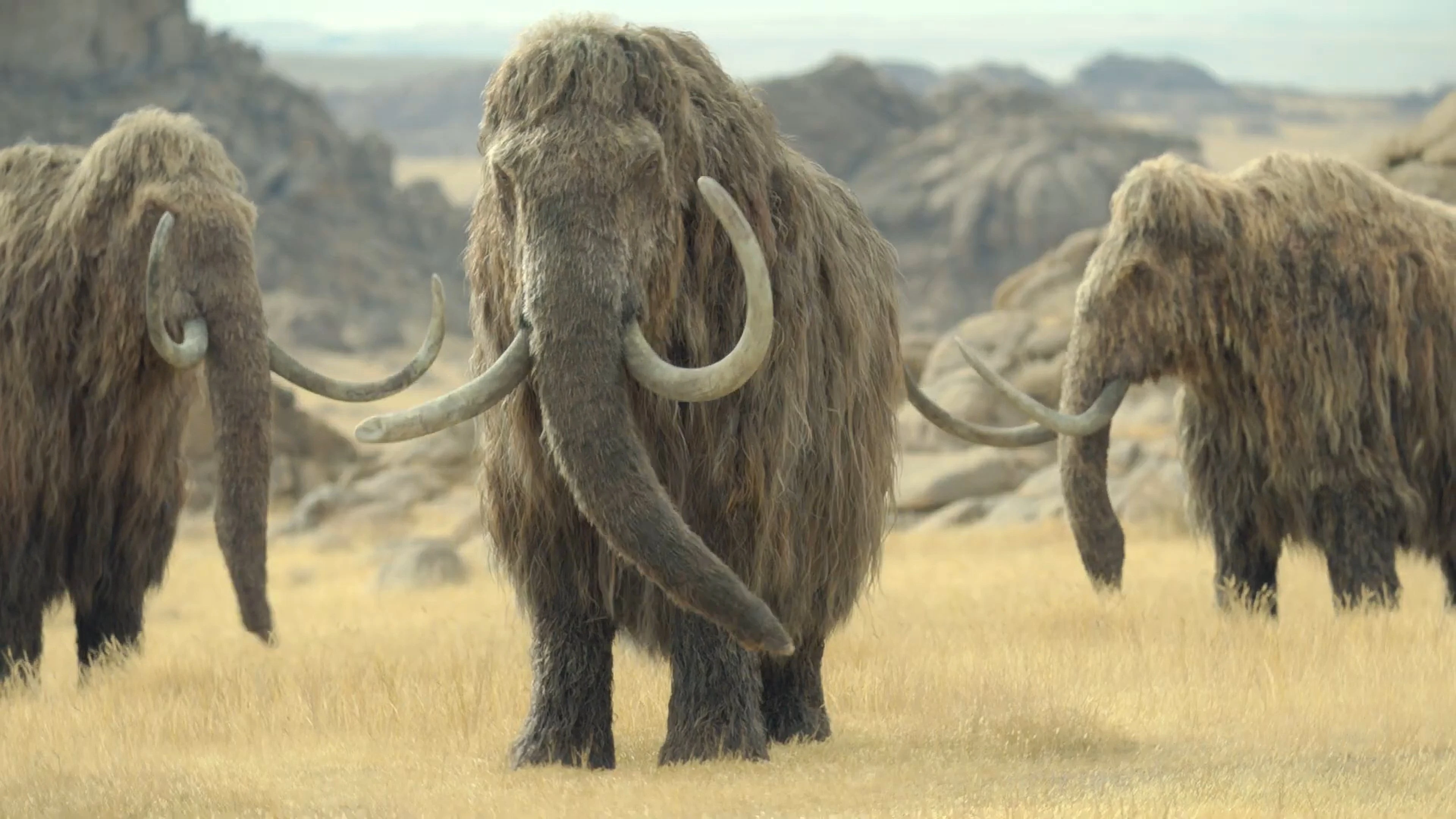 "Woolly Mammoths Sense A Storm With Their Feet" | Prehistoric Planet ...
