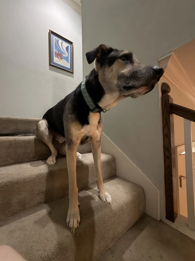 Dog | Fandom