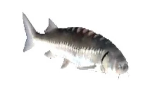 Fish | Fandom