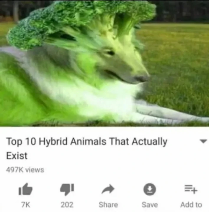 Broc-collie | Fandom