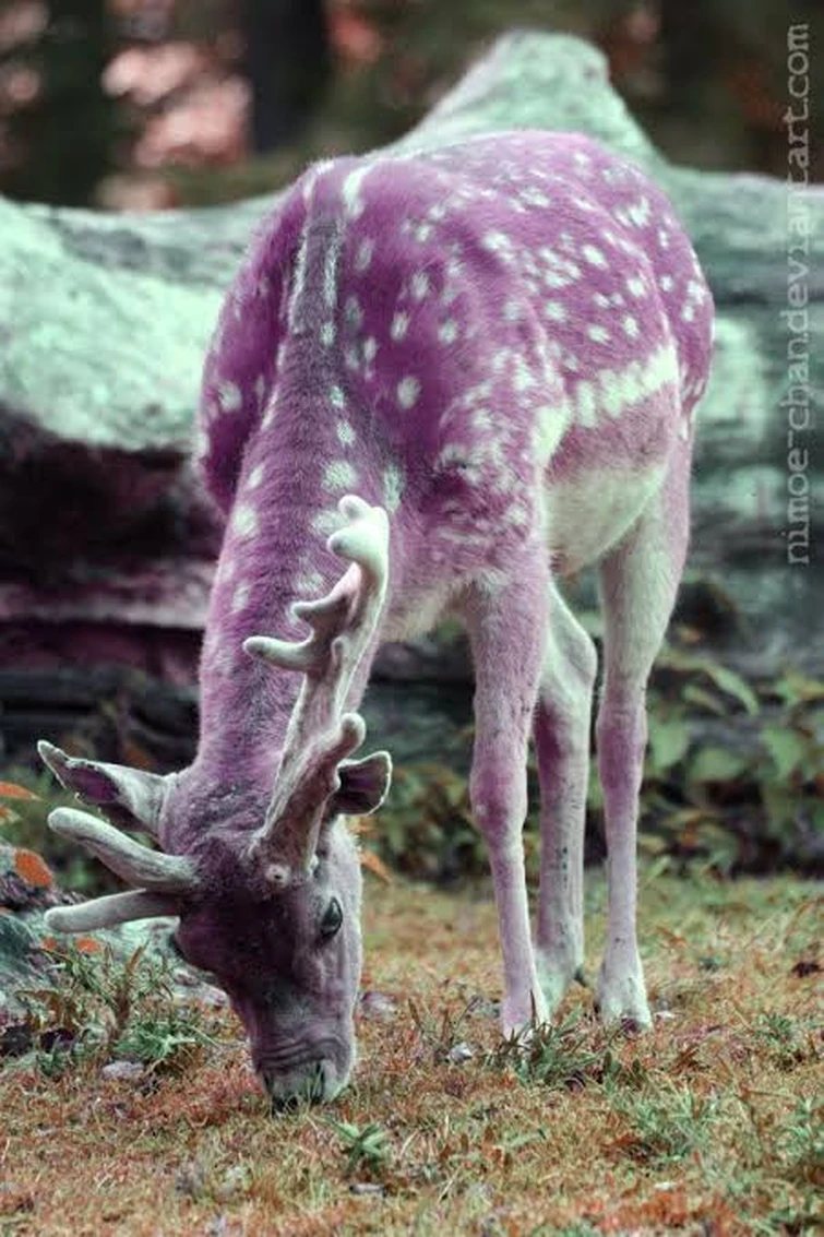 HTF in real life | Fandom