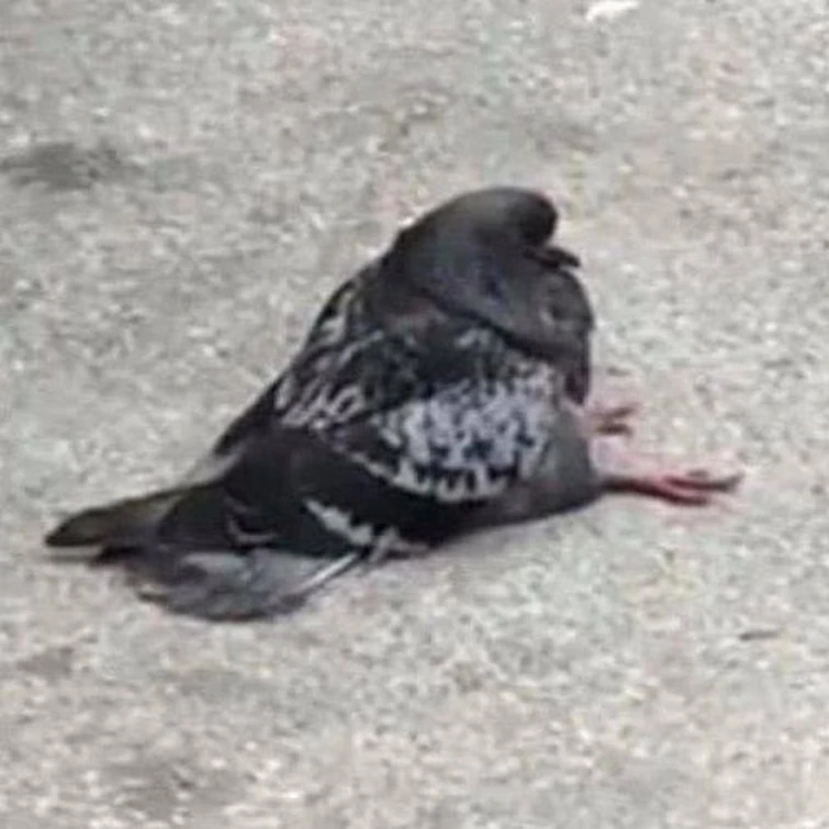 sometimes, I feel like this pigeon | Fandom