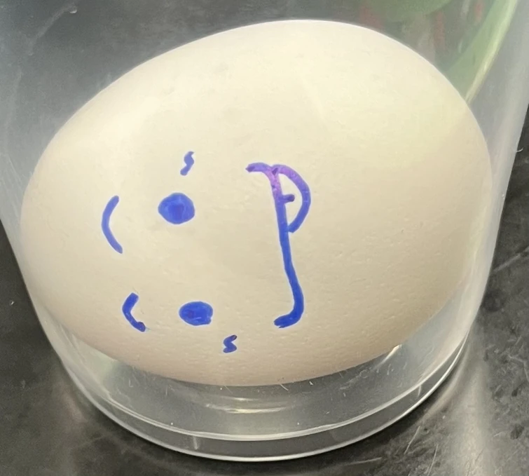 Eggward | Fandom