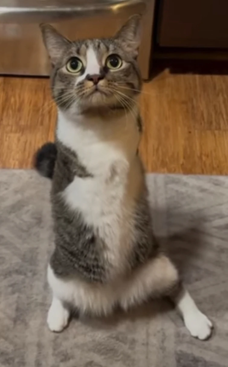 Guys I think i have a theory (Not meant to make fun of armless animals ...