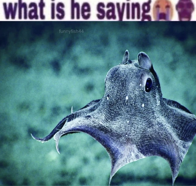 funny fish friday (for eel this time) (on cod) (no carp) | Fandom