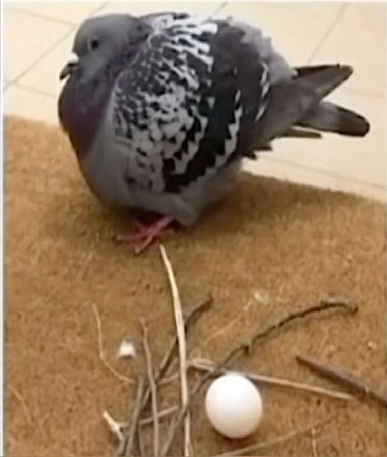 Average taph main | Fandom