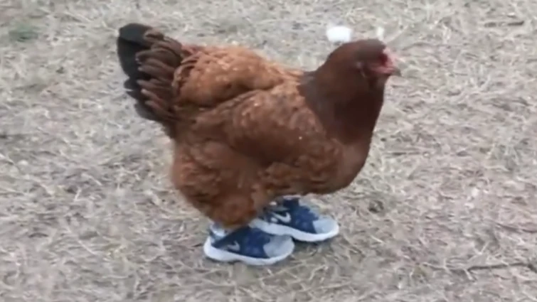 Drip chicken | Fandom