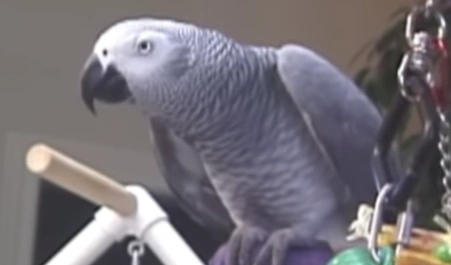 Bibi the Parrot | 442oons Wiki | Fandom