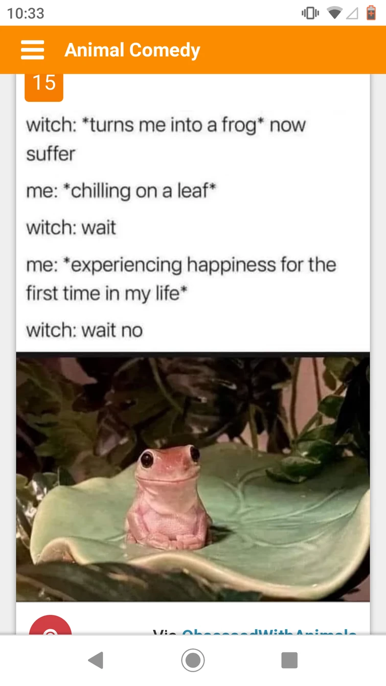 Frog 🐸 blep | Fandom