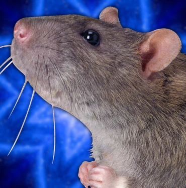 RoR Round 1 - Rat VS Frank | Fandom