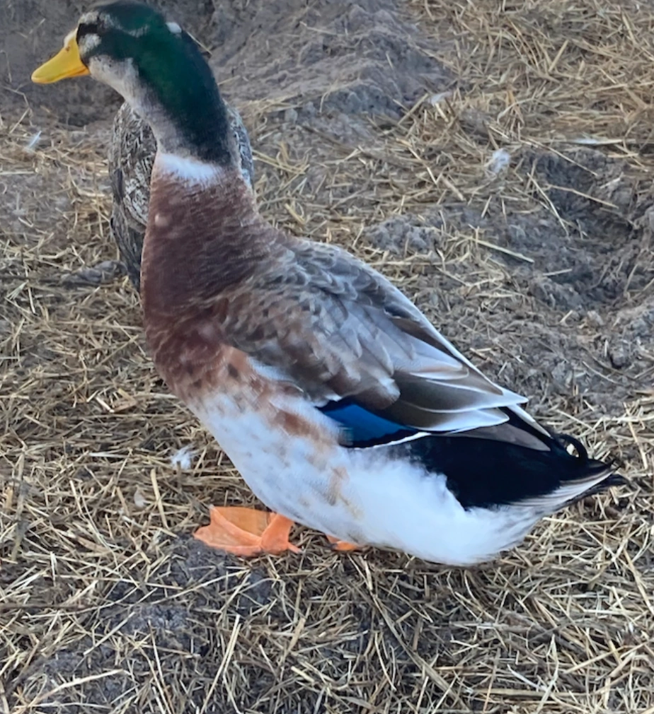 meet: nugget | Fandom