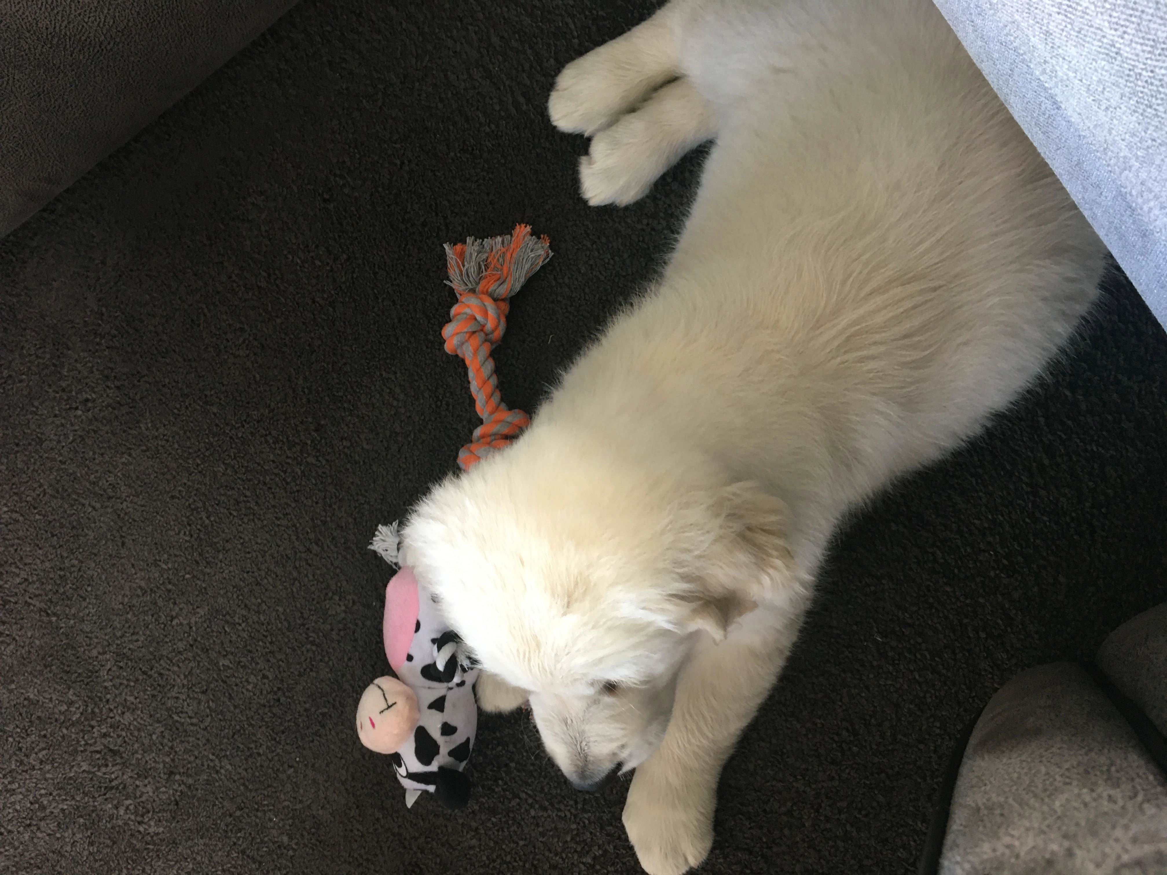 we finally got the new puppy | Fandom