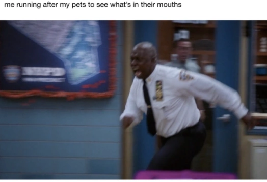My fav holt meme | Fandom