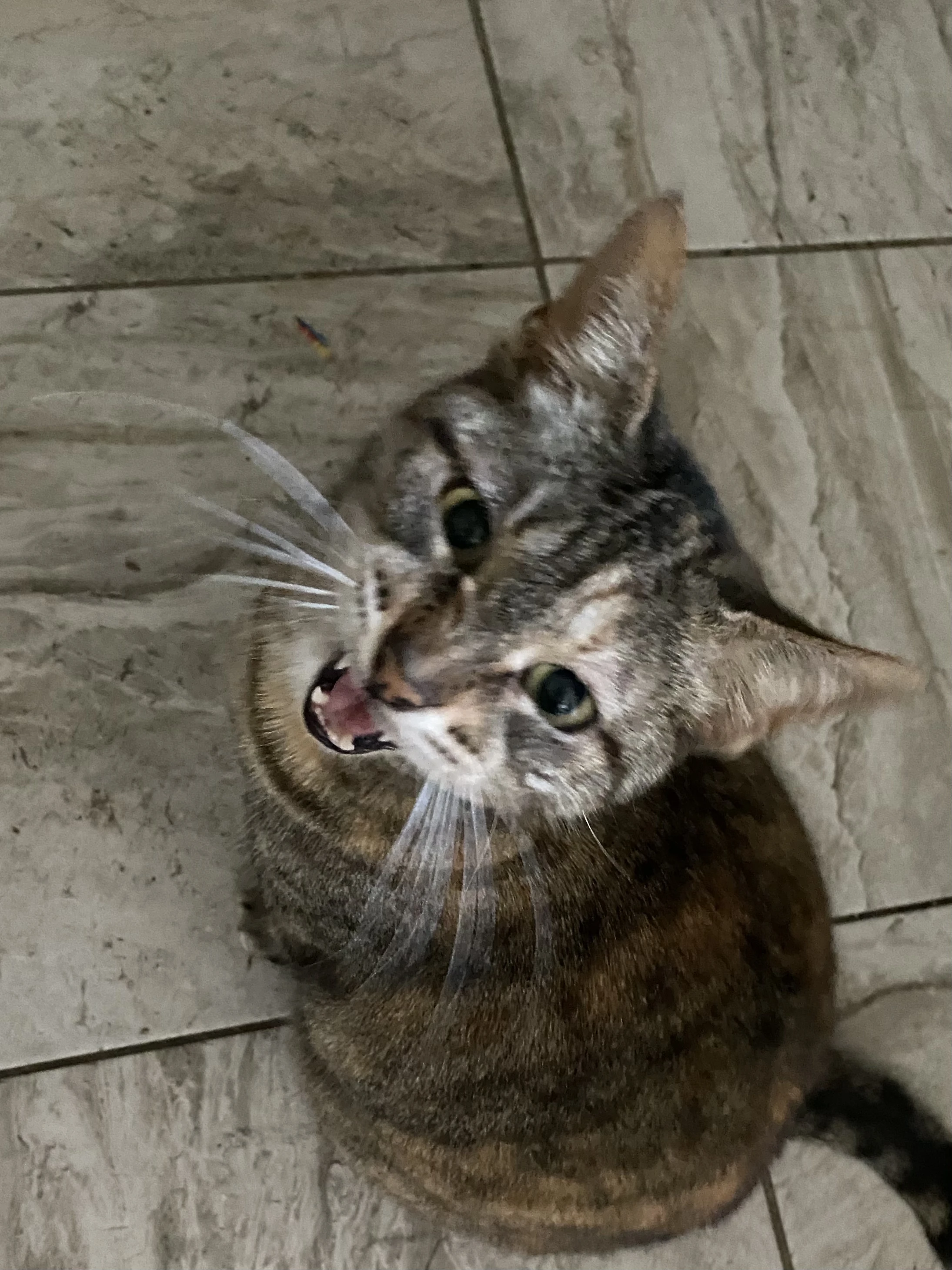 Daily Cat Image #234 | Fandom