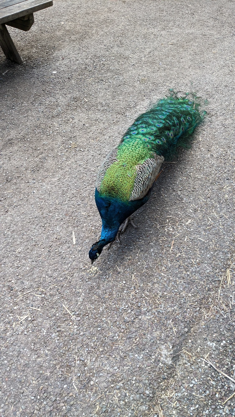 birb | Fandom