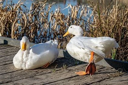 LF neon happy duckling | Fandom