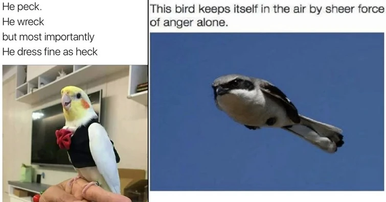 Birb meme | Fandom