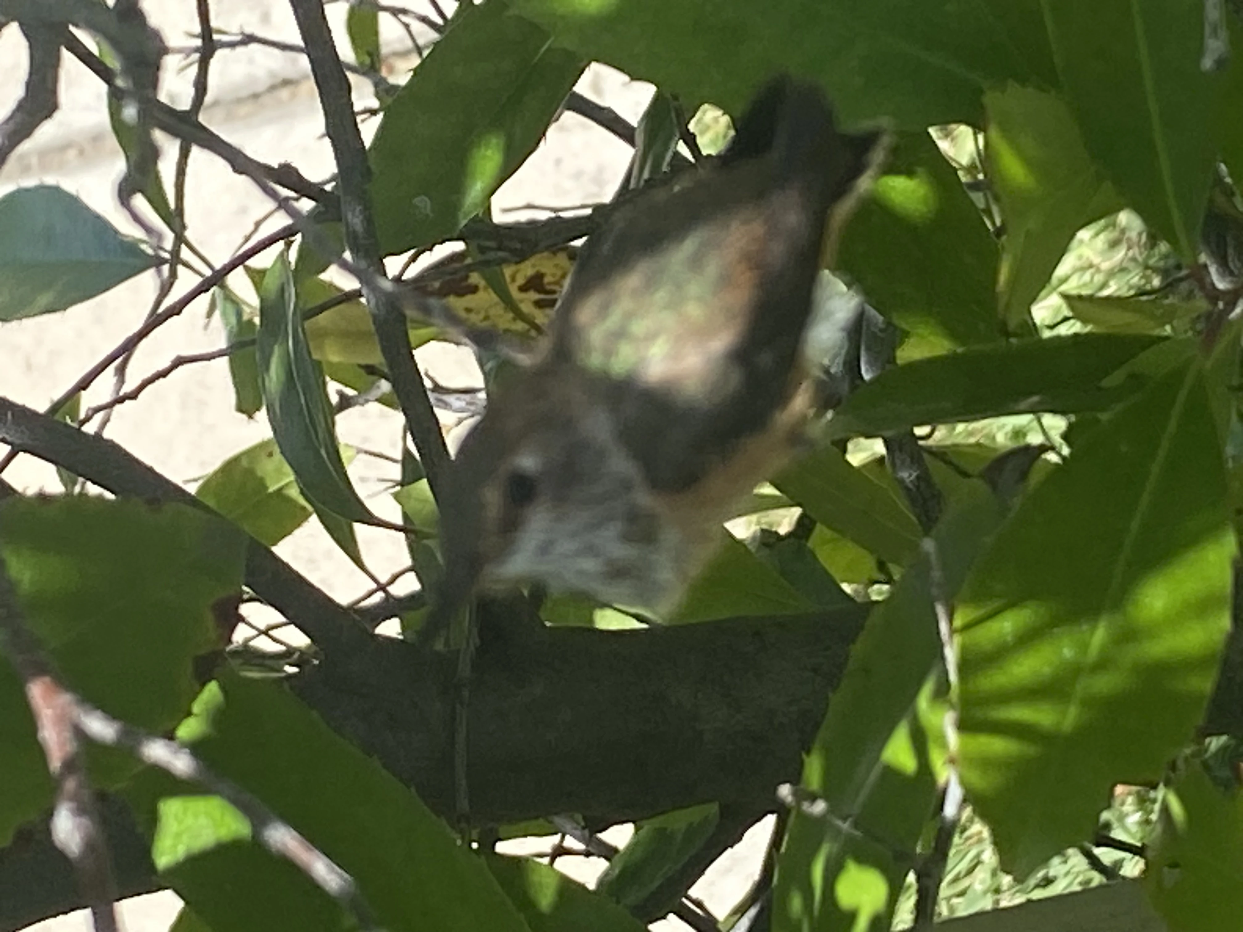 update on bird 🐦 | Fandom