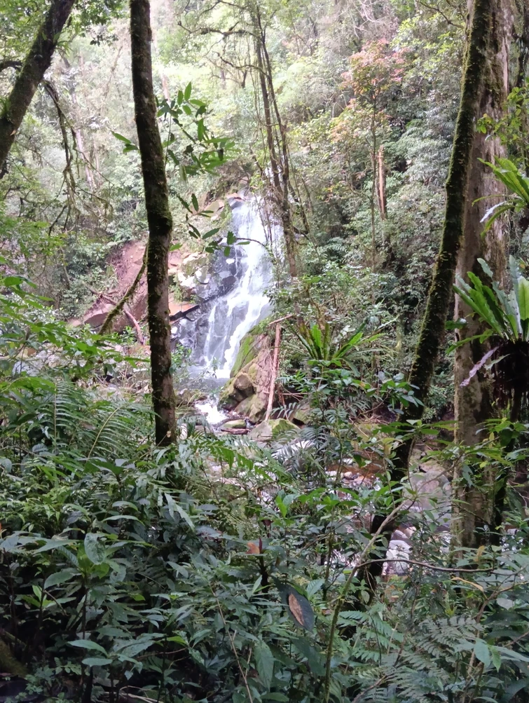 Discuss Everything About Doodle World Wiki | Fandom