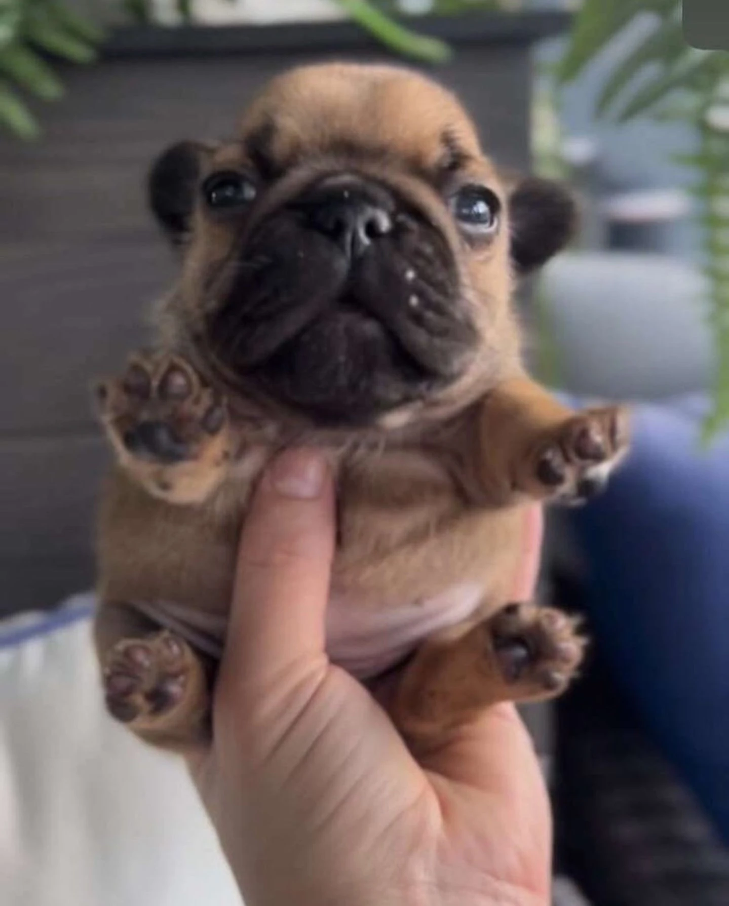 Are you ready for pibble in my pibble? | Fandom