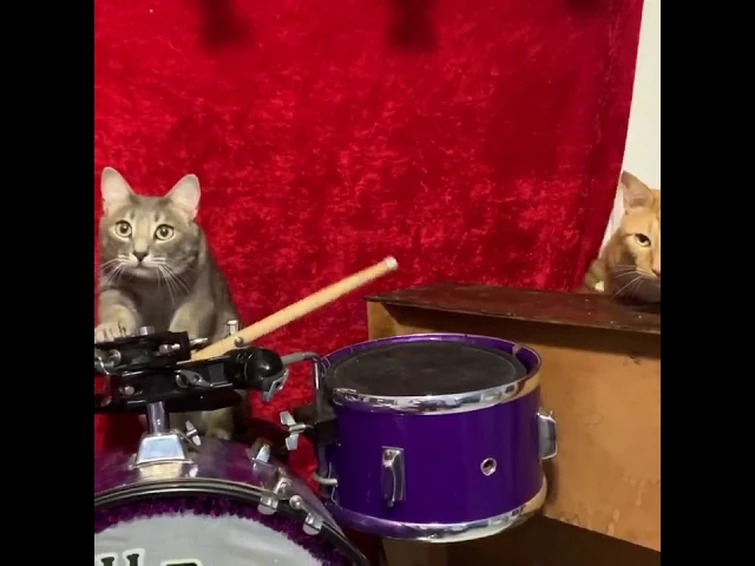 These cats are desperate to become the next M&M | Fandom