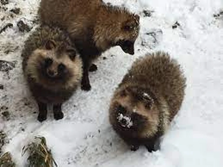 Do you know both Saki and Haruka are called "Tanuki" (raccoon dog ...