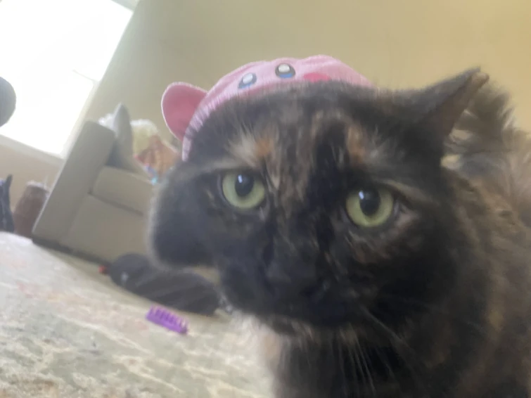 cat cafe wooo!!! | Fandom