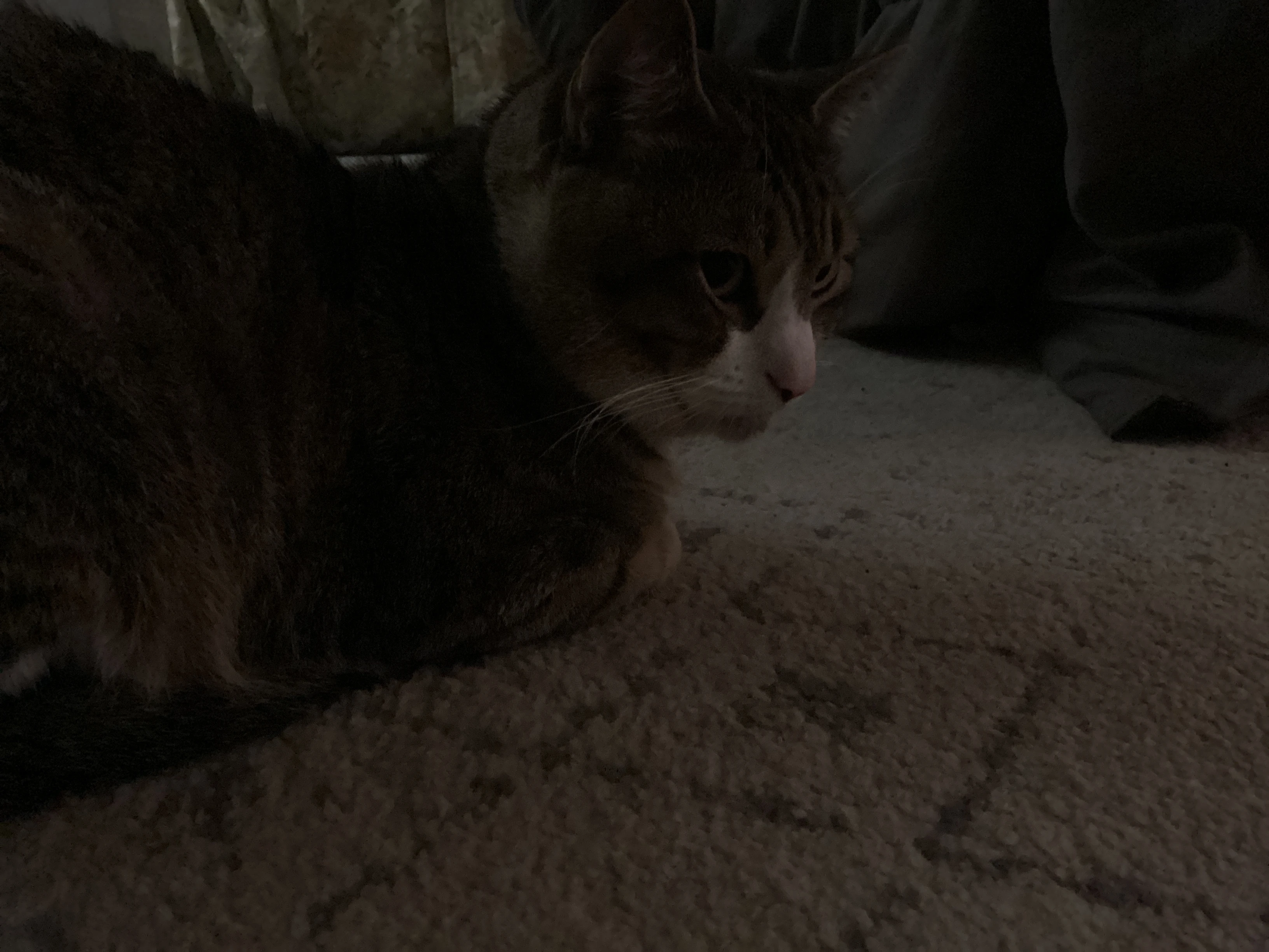 AAAAAAAAA THIS CAT BROO | Fandom