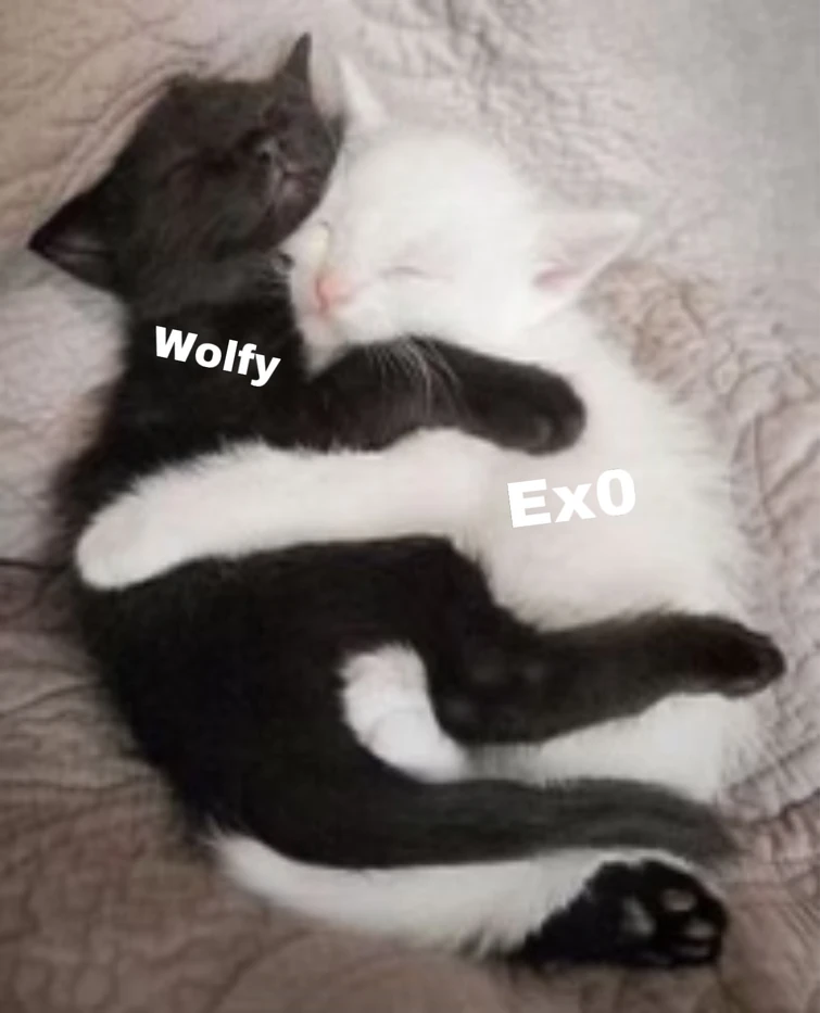 I made memes of me and some other wikians as silly little cats | Fandom