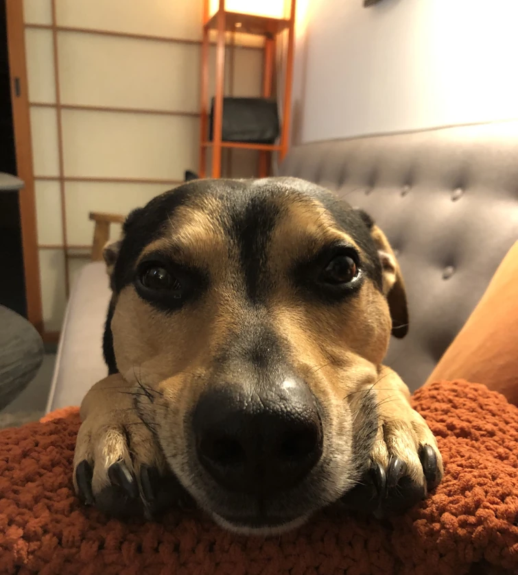 Gonna study th pjsk art style so i can make fanmade cards that look ...