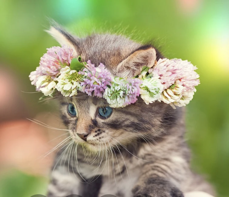 Send me pics of cats | Fandom