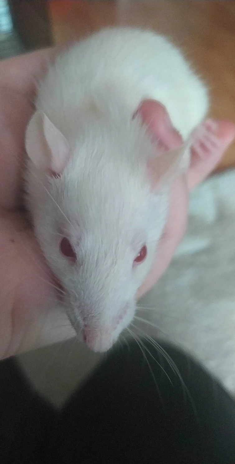 Our baby rat 🐁 | Fandom