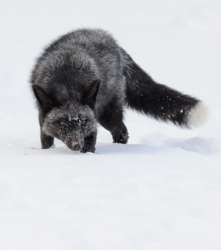 silver fox noises silver fox noises silver fox noises silver fox noises ...