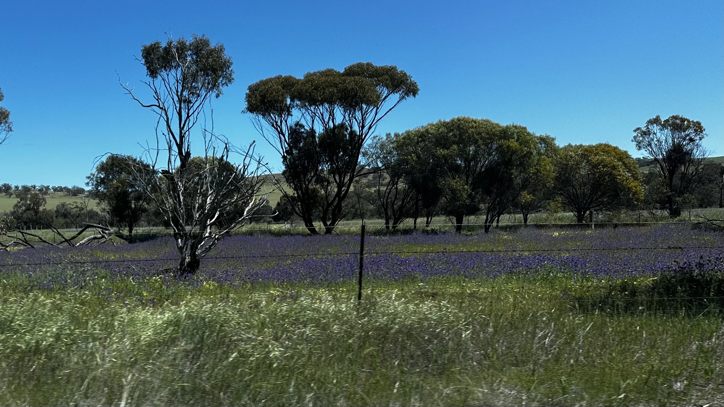 lavendar | Fandom