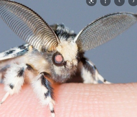 Giant Fluffy Moth